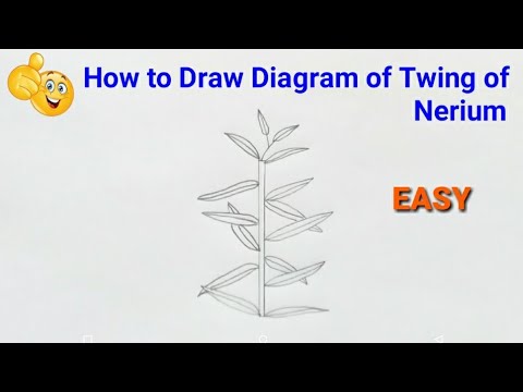 how to draw diagram of twing of nerium | how to draw twing of nerium ...