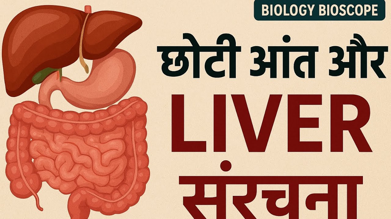 पोषण (Nutrition), Class-10th, Lecture-08, Small intestine and liver ...