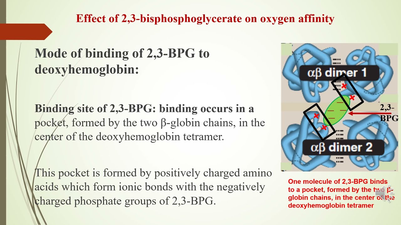 Hemoglobin Function And Role Of 2 3 BPG YouTube