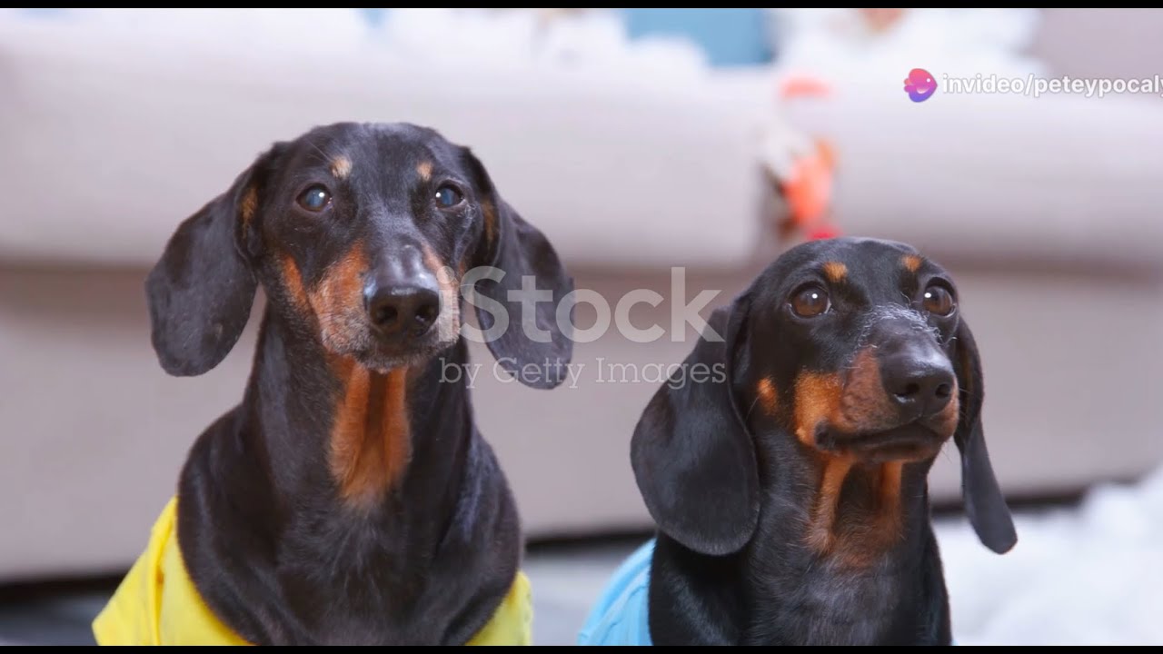 dachshund army (made by AI) - YouTube