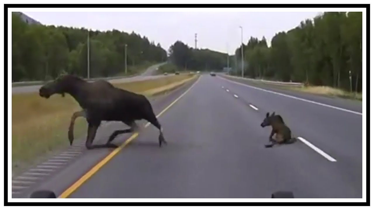 Close Call For Moose Crossing Road In Alaska | Dash Cam | United States ...