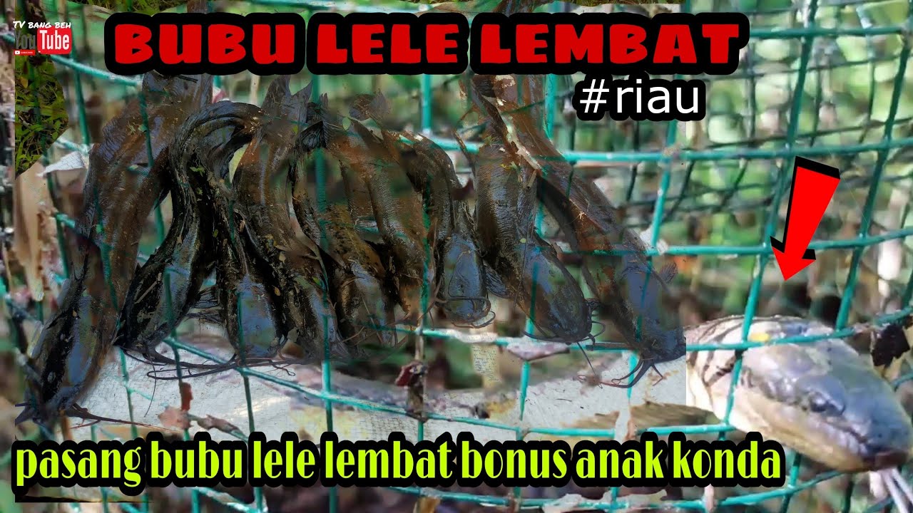 ANGKAT BUBU LELE LEMBAT Di RAWA KEBUN SAWIT!! Yang di huni anak konda 😱 ...