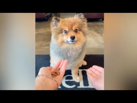 Shot on iPhone || Animal Reactions At Work | funny #8 - YouTube