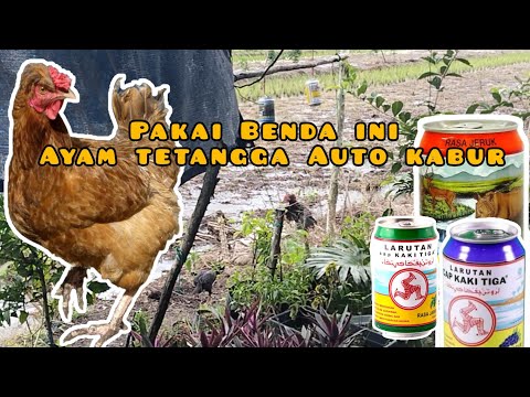 cara Mengusir Ayam