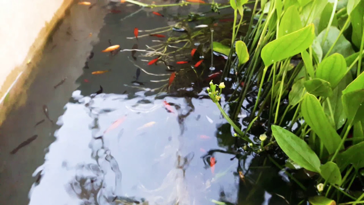 Molly fish #pond #fish #aquarium fish - YouTube