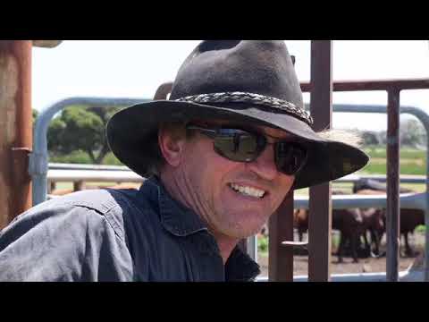 Carnegie Station Cattle Castration