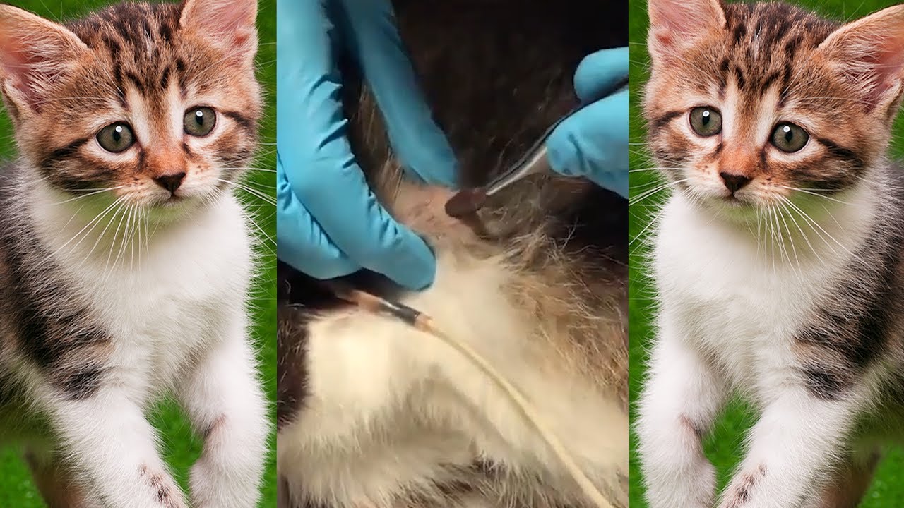 Botfy Larva Removal From Kitten || Botfly Removal #13 - YouTube