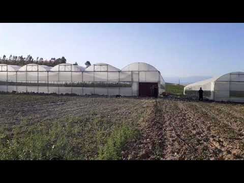 Karaisalı'da 2 dönüm alana sera kuran girişimci kadın, kendi işinin patronu oldu