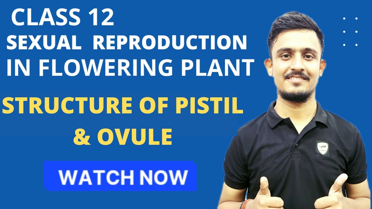 Class 12th Structure of Pistil & Ovule - Sexual Reproduction in ...
