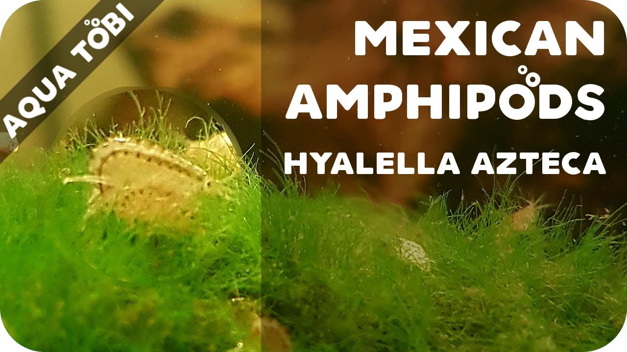 Hyalella azteca / Mexican Amphipods / Mexikanischer Flohkrebs - YouTube
