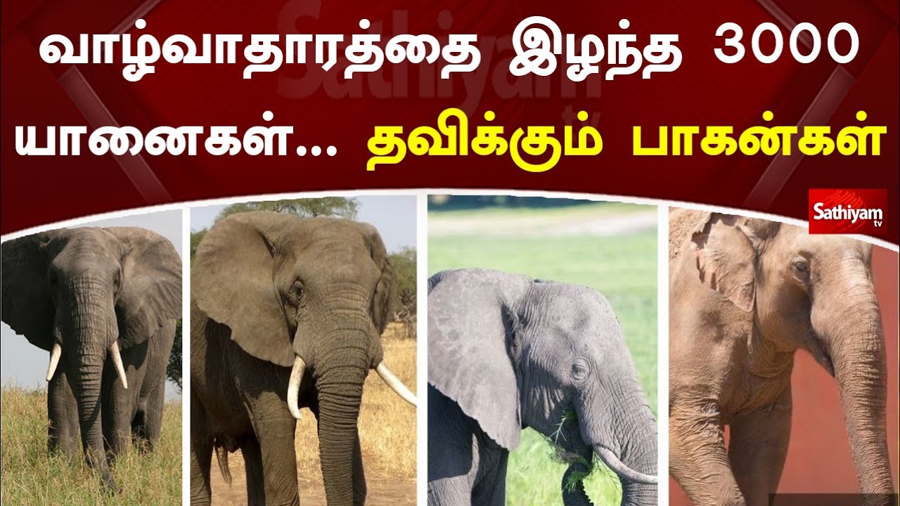 வாழ்வாதாரத்தை இழந்த 3000 யானைகள்... தவிக்கும் பாகன்கள் | Program ...