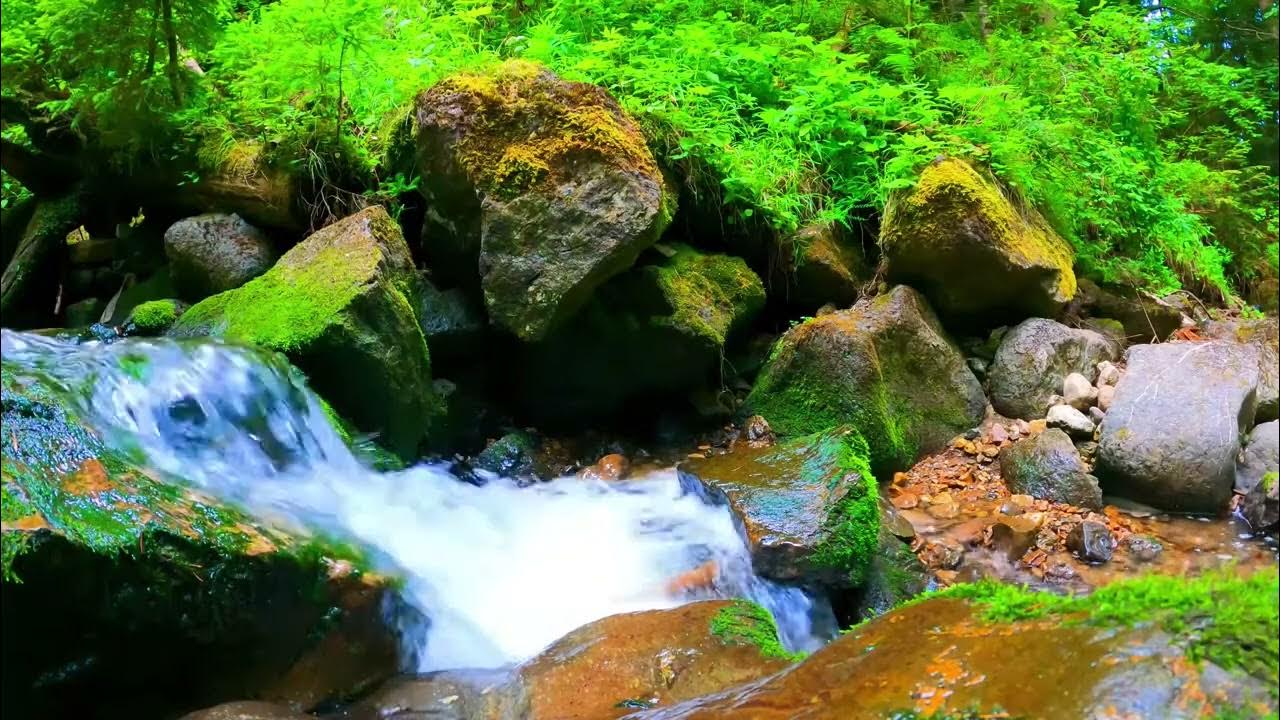 Forest Nature Sounds Relaxing Waterfall-Birds Chirping Sleeping Sound-Water & Birdsong ...