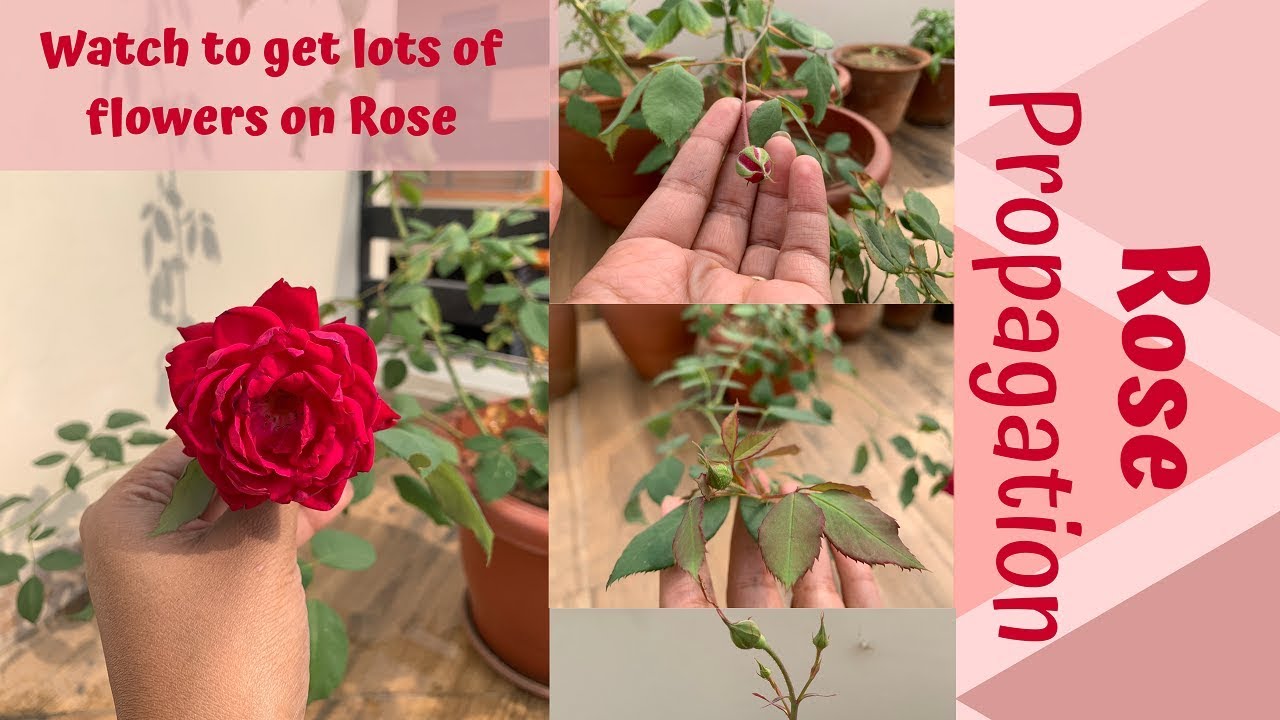 Rose Propagation | My secret for lots of Roses | Let's PLANTiT UP with ...