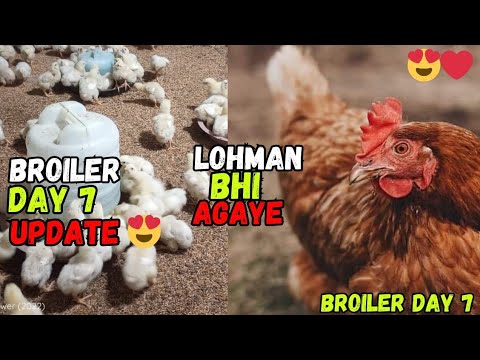 Broiler farming in karachi 🐣 ️🐥 | Lohman brown bhi agaye 😍 ️ | Broiler ...
