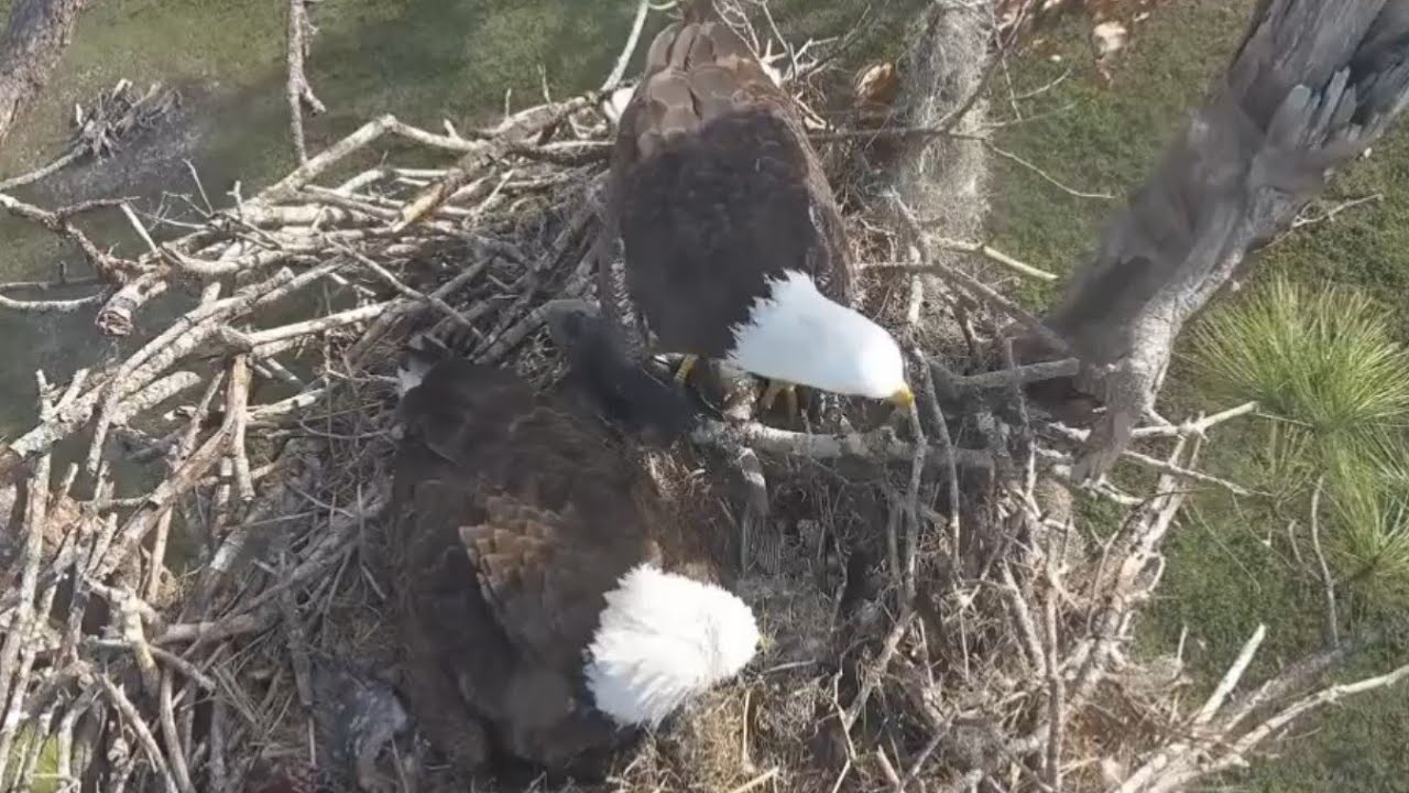 M15 brings headless fish | SWFL Eagles | Dec 21, 2024 - YouTube