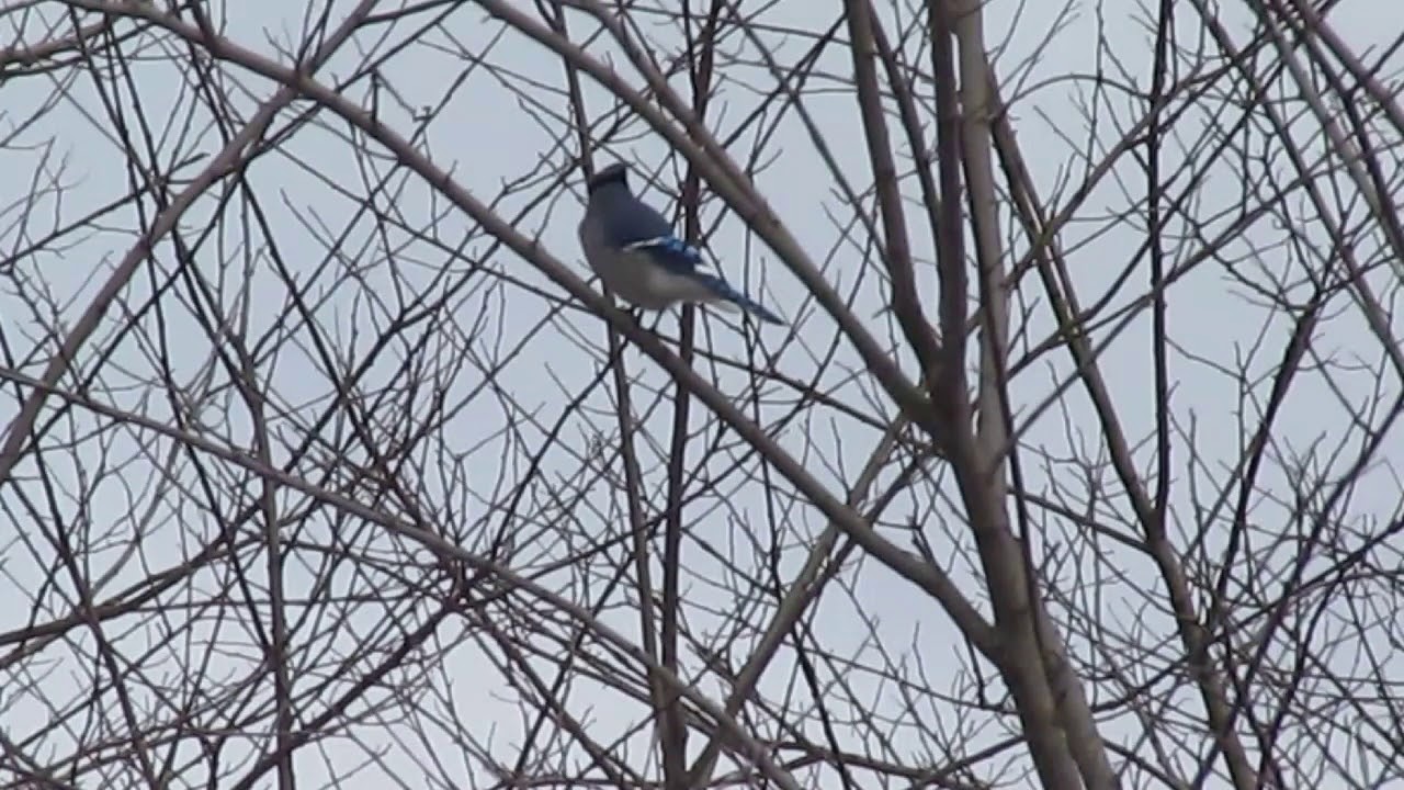 Blue Jay Imitating Red-Tailed Hawk - YouTube