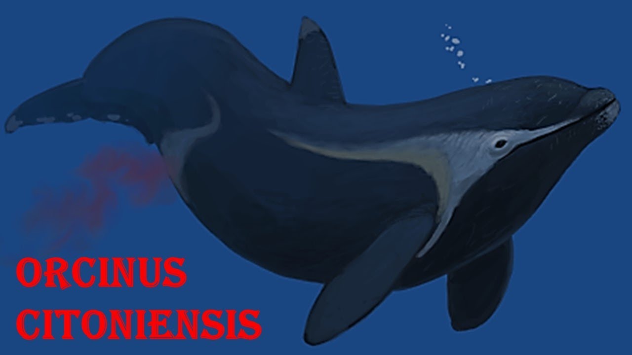 orcinus citoniensis - YouTube