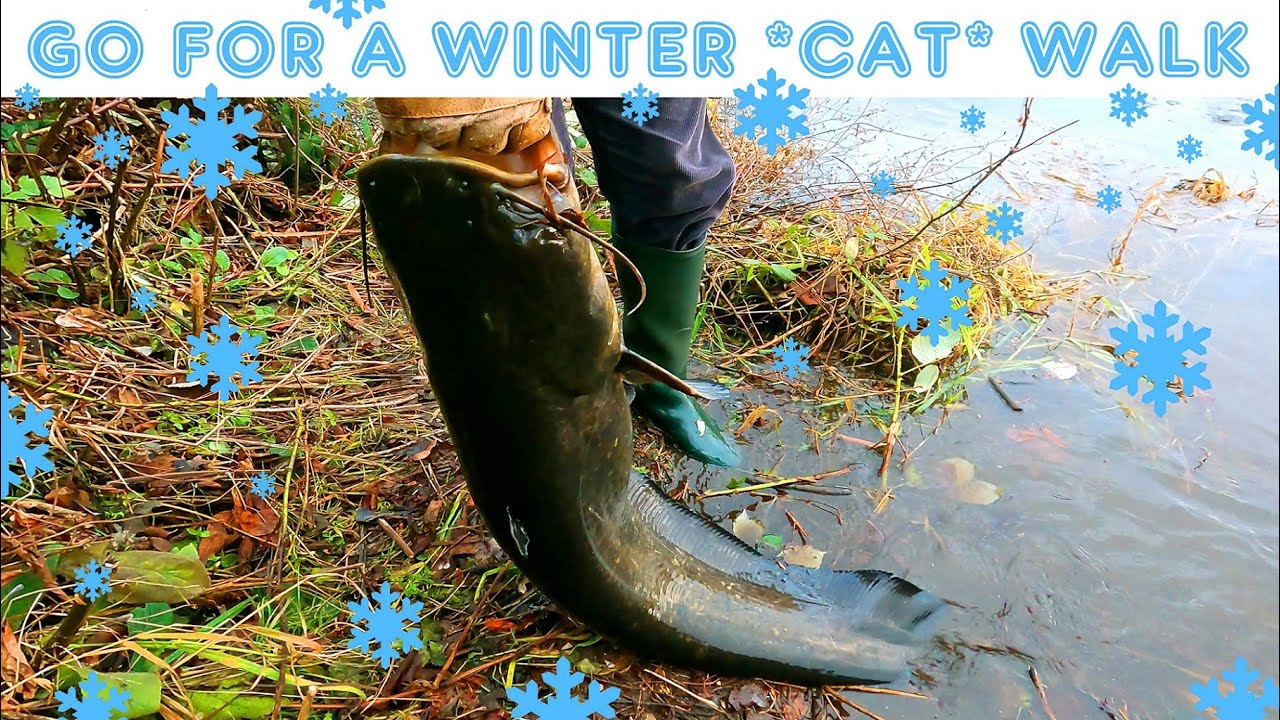 Winter fishing for European catfish??? YES, it's possible!!! - YouTube
