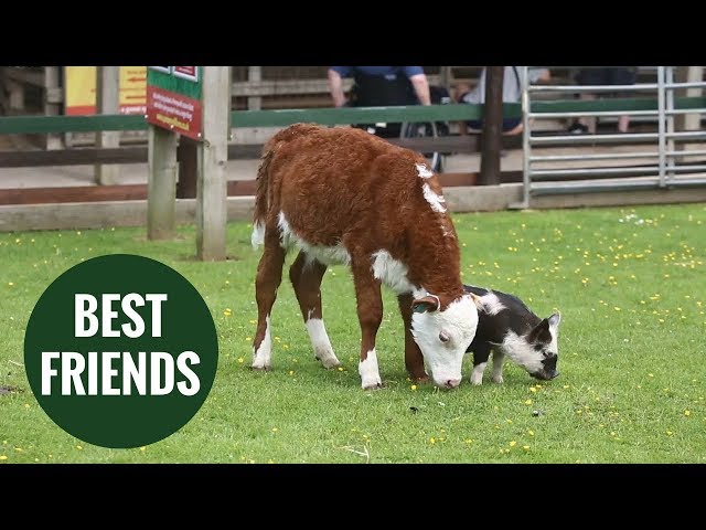 Cow Pig Friends Farmyard Friends: Portly Pig Nosy Crow