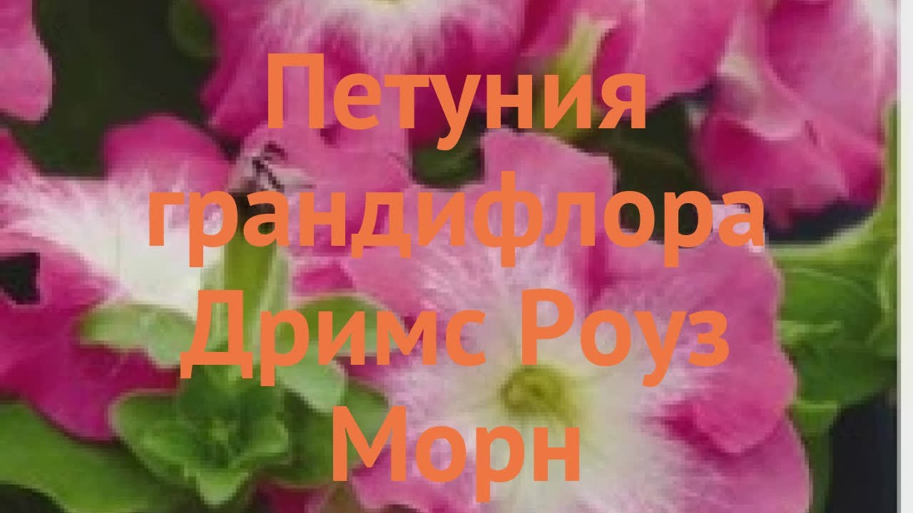 Петуния грандифлора Дримс Роуз Морн 🌿 обзор: как сажать, семена петунии ...