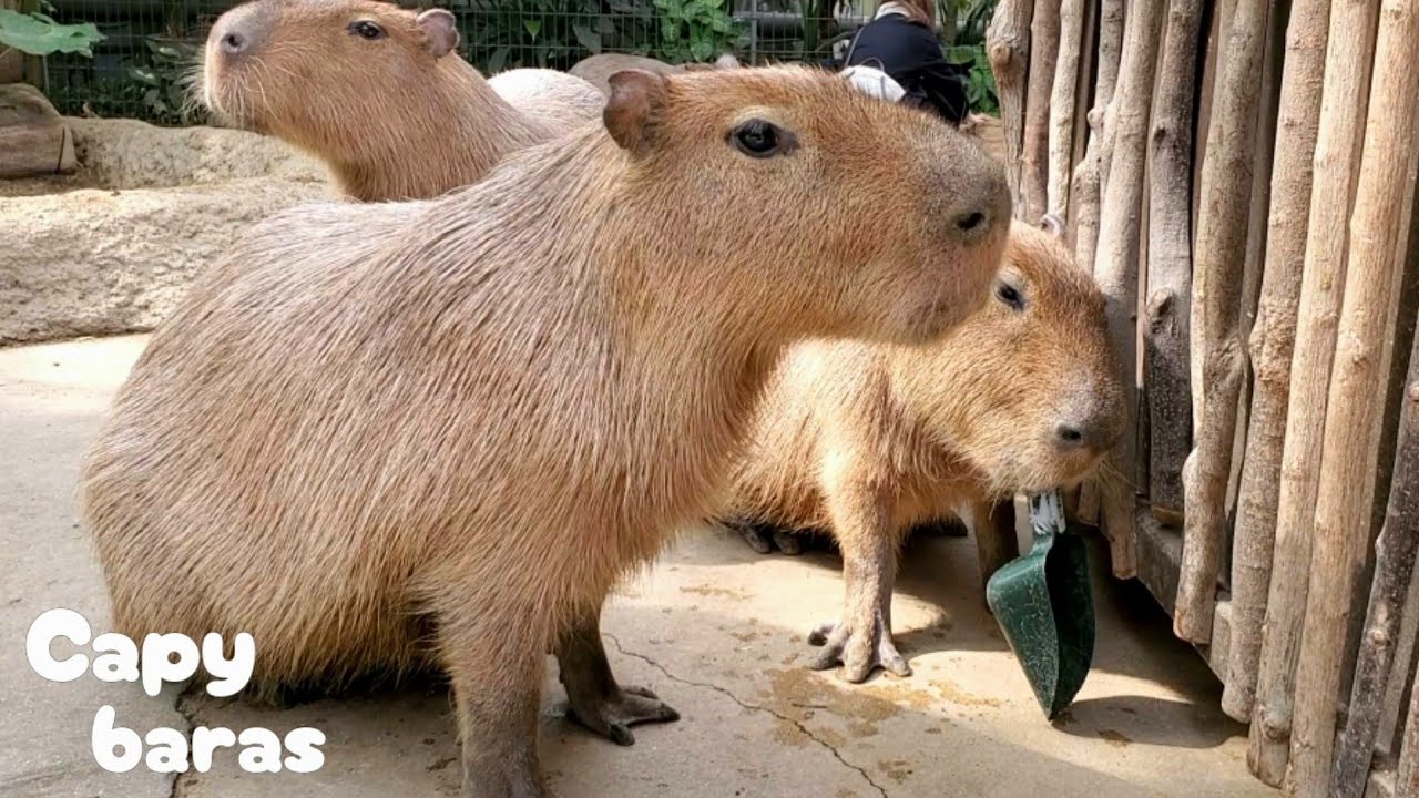 売り物のご飯で連携プレーのカピバラさん★Capybaras Teamwork/神戸どうぶつ王国 - YouTube