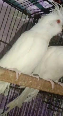 cocktail common white rad eyes #shorts - YouTube