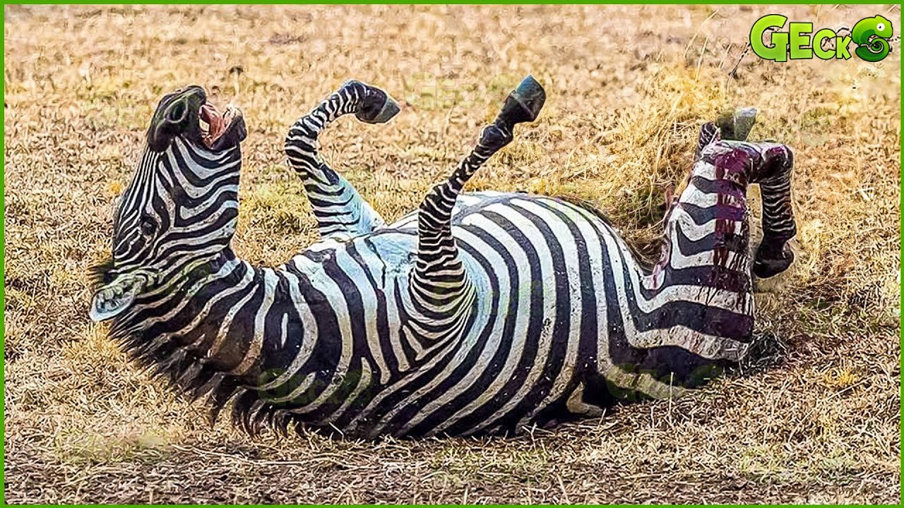 35 Terrifying Moments Zebra Wounded While Confronting A Predator And ...