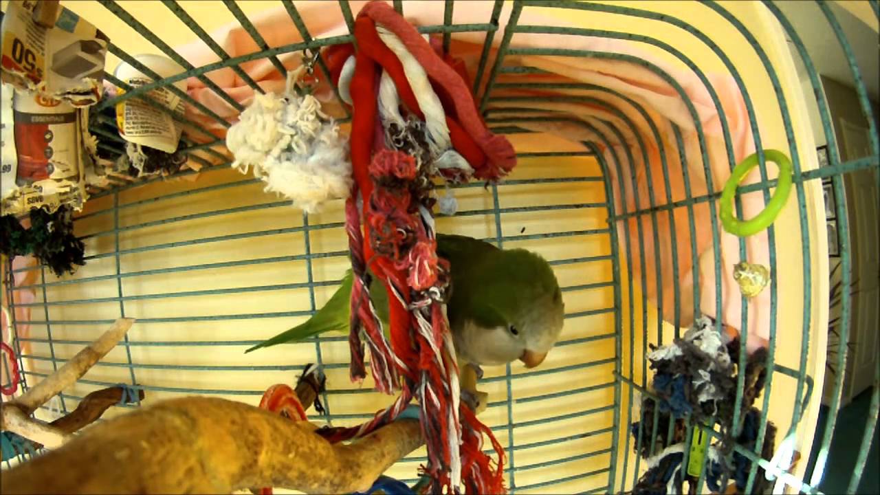 Coco The Talking Parrot HD - YouTube