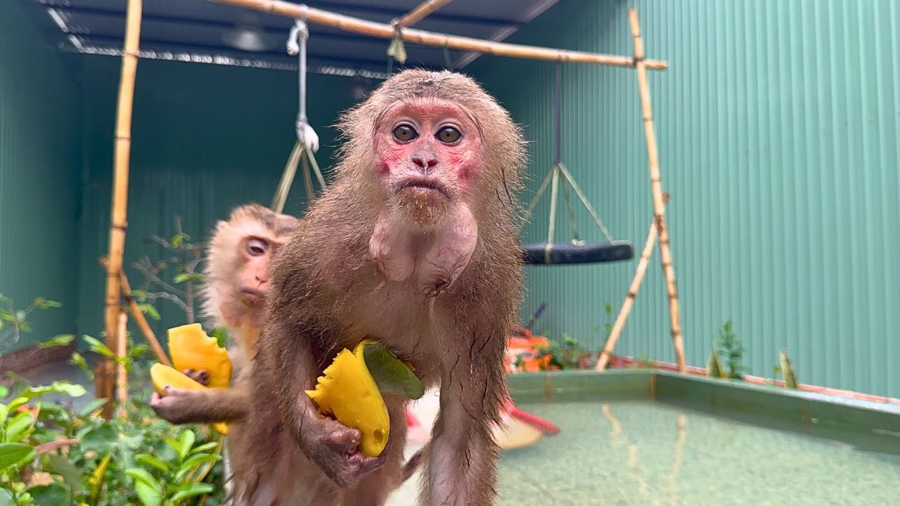 Monkey Asher eats super cute mango pieces - YouTube