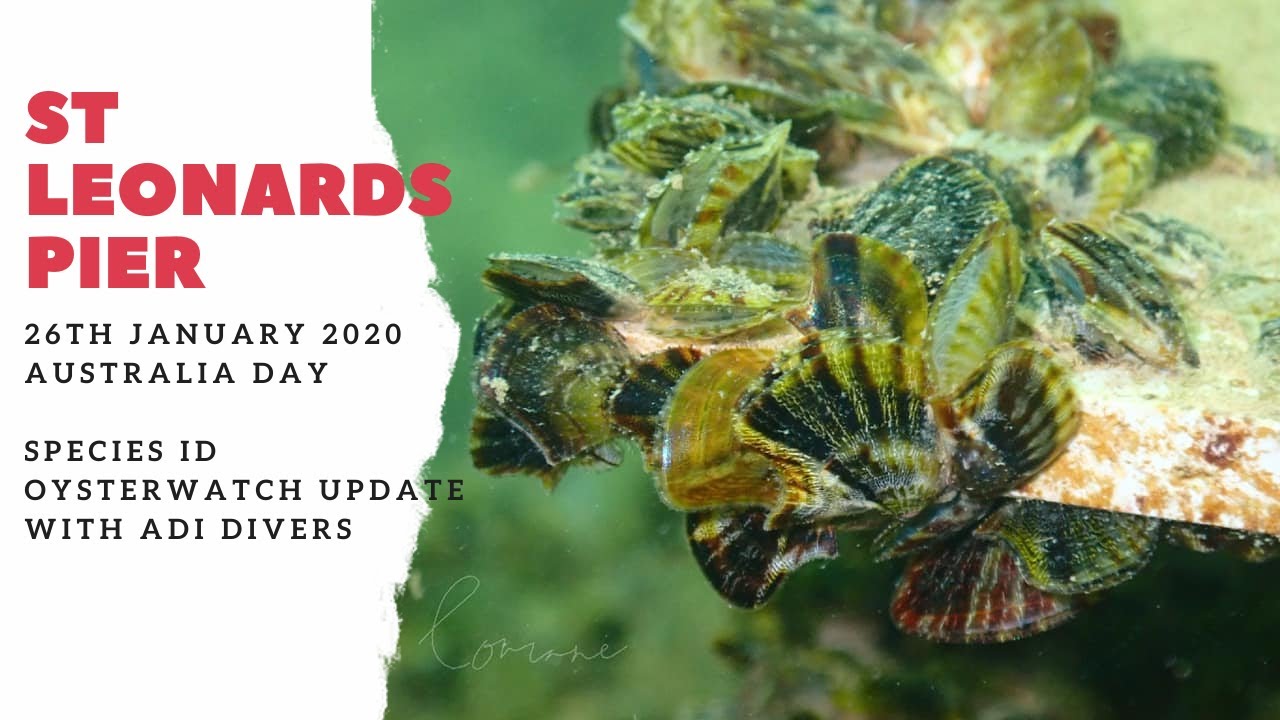 Scuba Dive: St Leonards Pier 26 Jan 2020 - ID's & OysterWatch Update ...