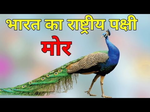 भारत का राष्ट्रीय पक्षी मोर। भारत का राष्ट्रीय पक्षी क्या है। bharat ka ...