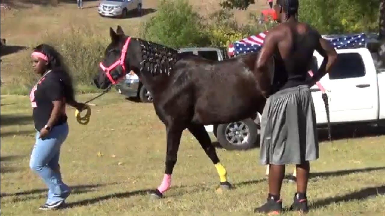 Pretty Horses at Hallsville Horseback Trail Ride - YouTube