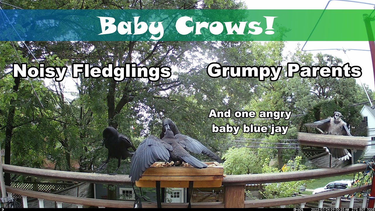 Baby Crows and Grumpy Parents - YouTube