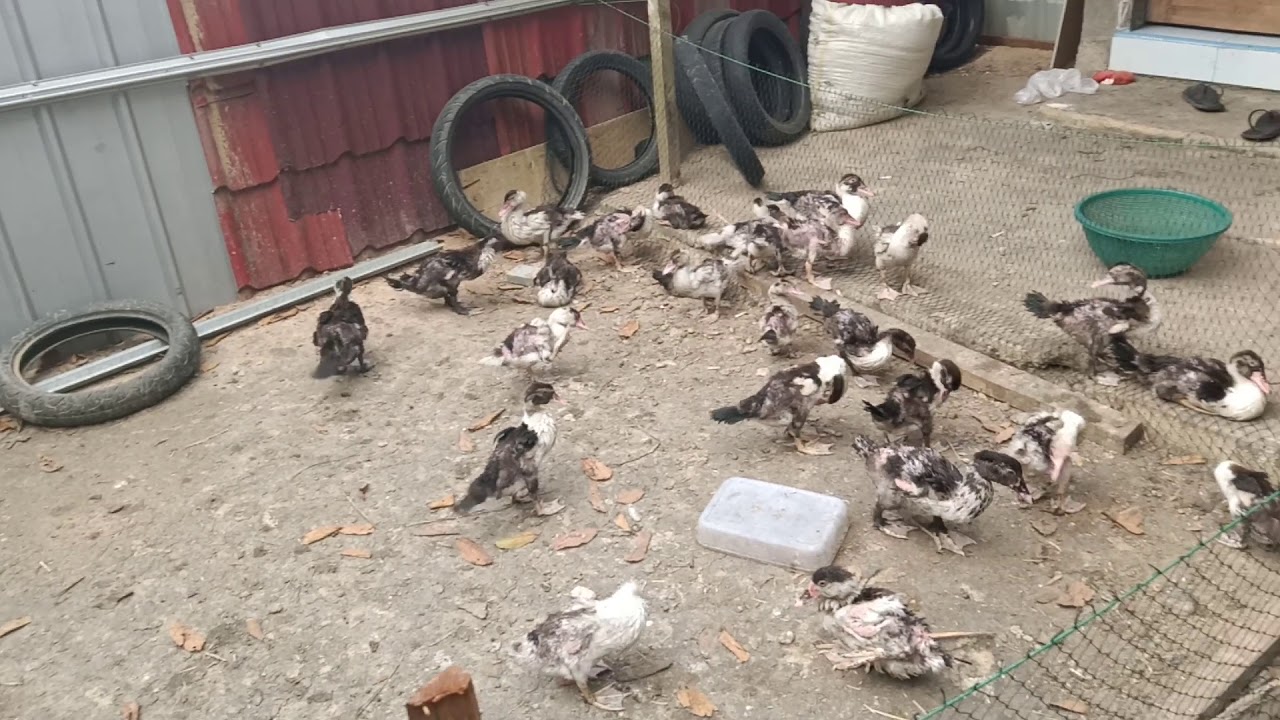 Beberapa Cara Agar Entok (Muscovy Duck) Terhindar dari Penyakit. - YouTube