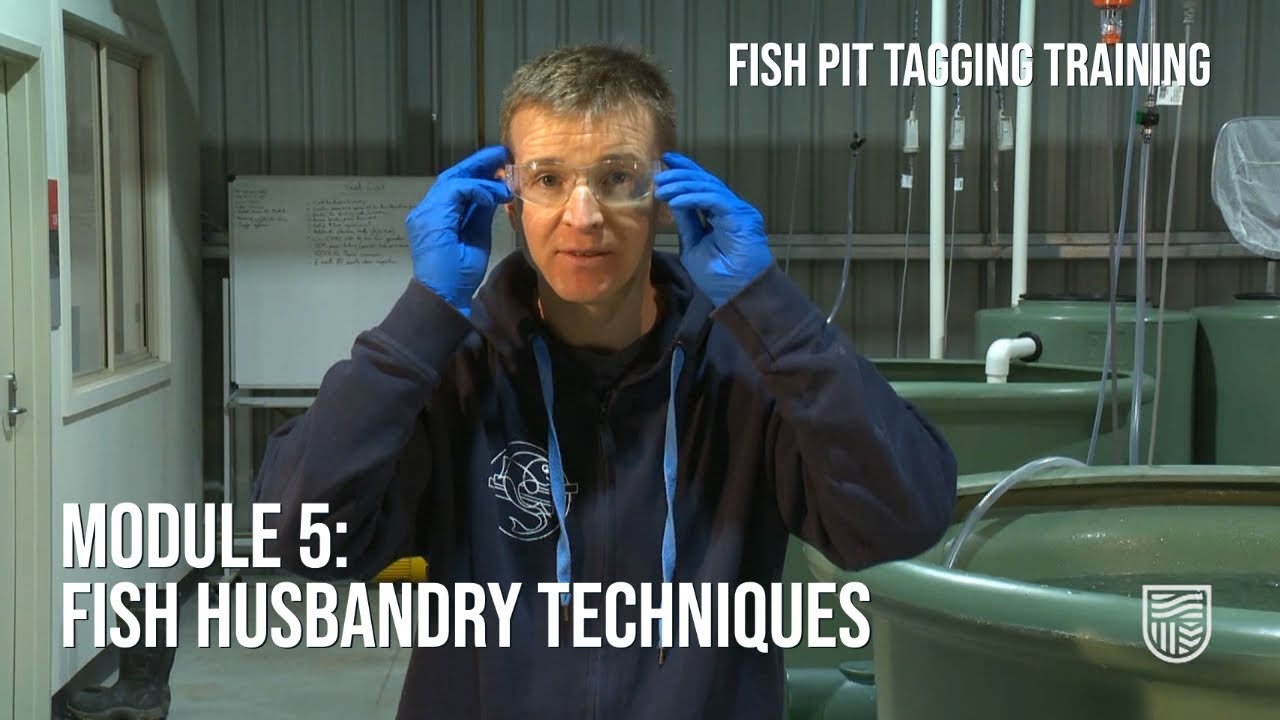 Fish PIT Tagging Training | Module 5: Fish Husbandry Techniques - YouTube