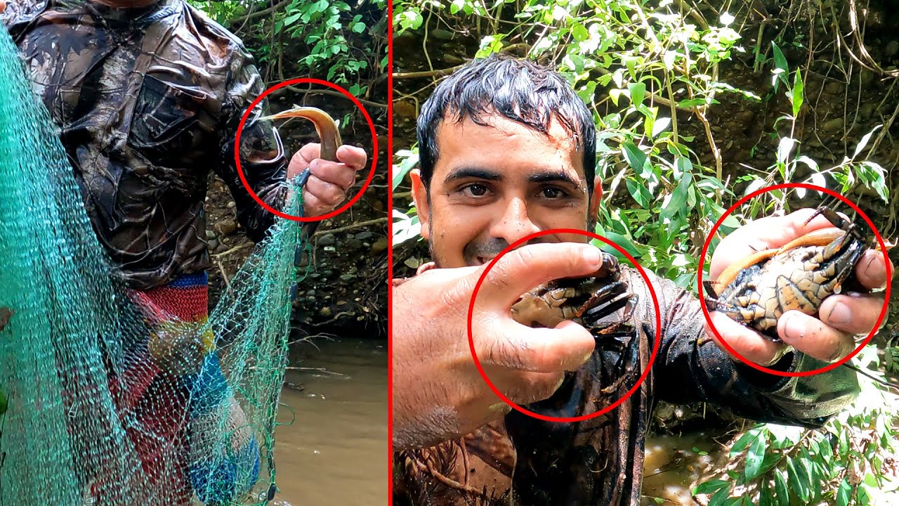 PESCA DE JUILINES, GUAPOTES Y CANGREJOS DE RÍO! DOS CANGREJOS A LA ...