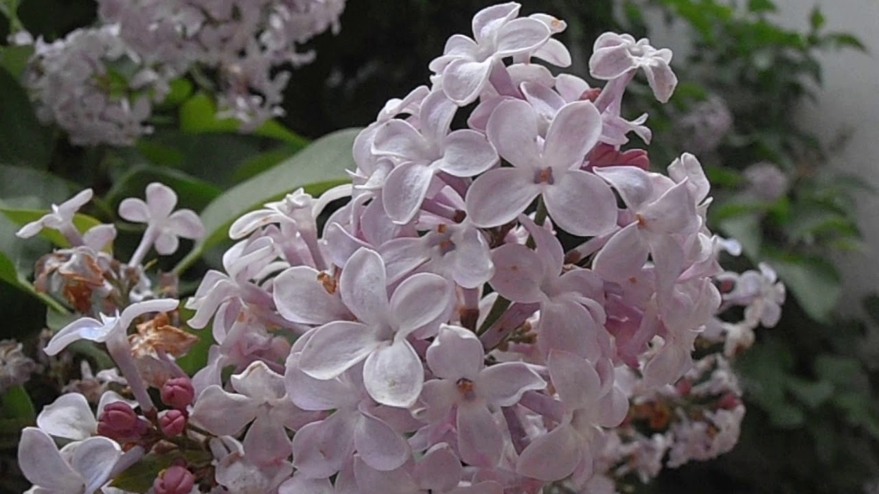 Flores del lilo: Syringa vulgaris (www.riomoros.com) - YouTube