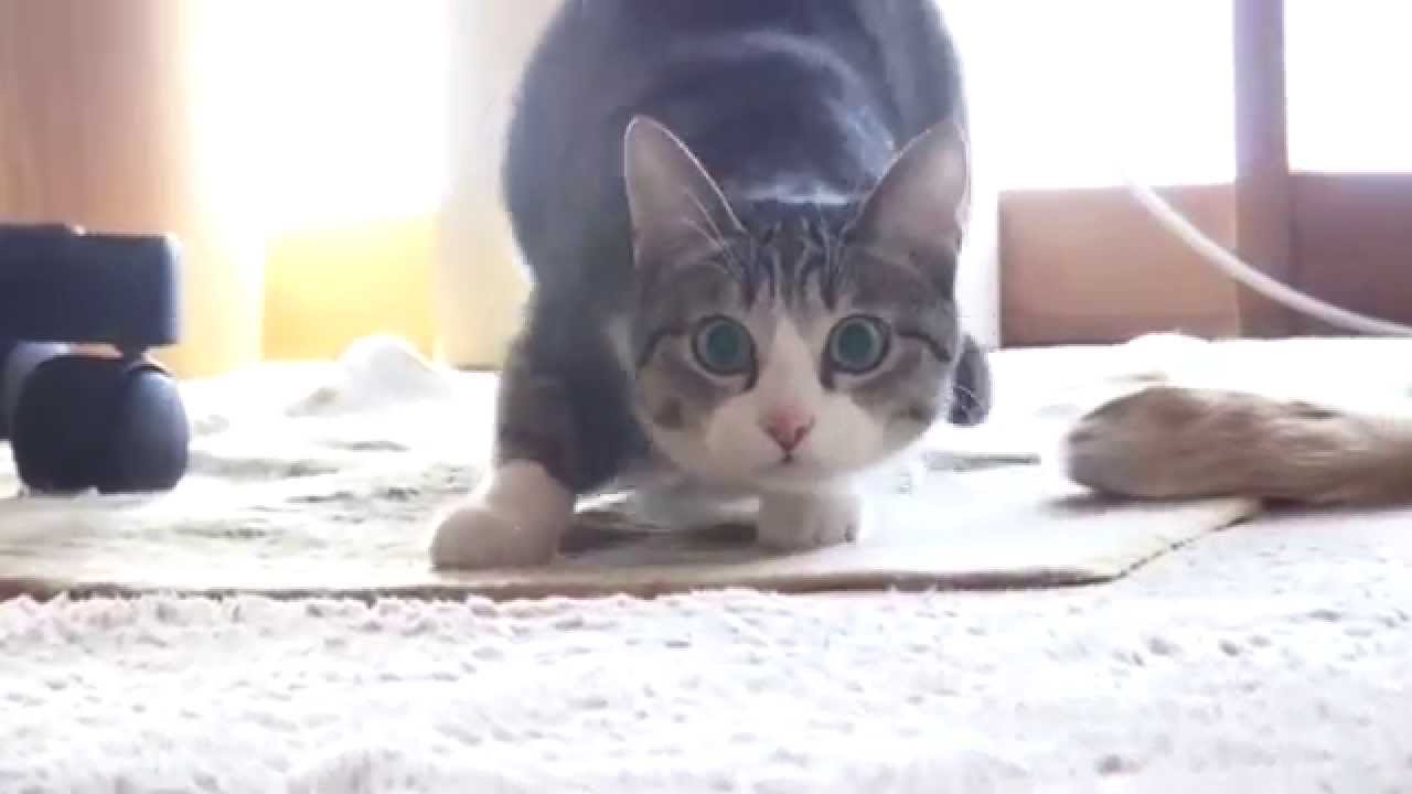 Shaq, Rick & Cat (epic dance battle) - YouTube