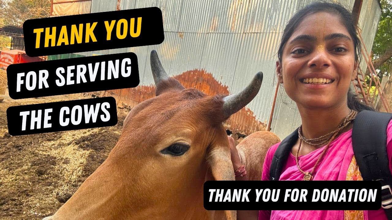 Gau Seva | Vrindavan - YouTube