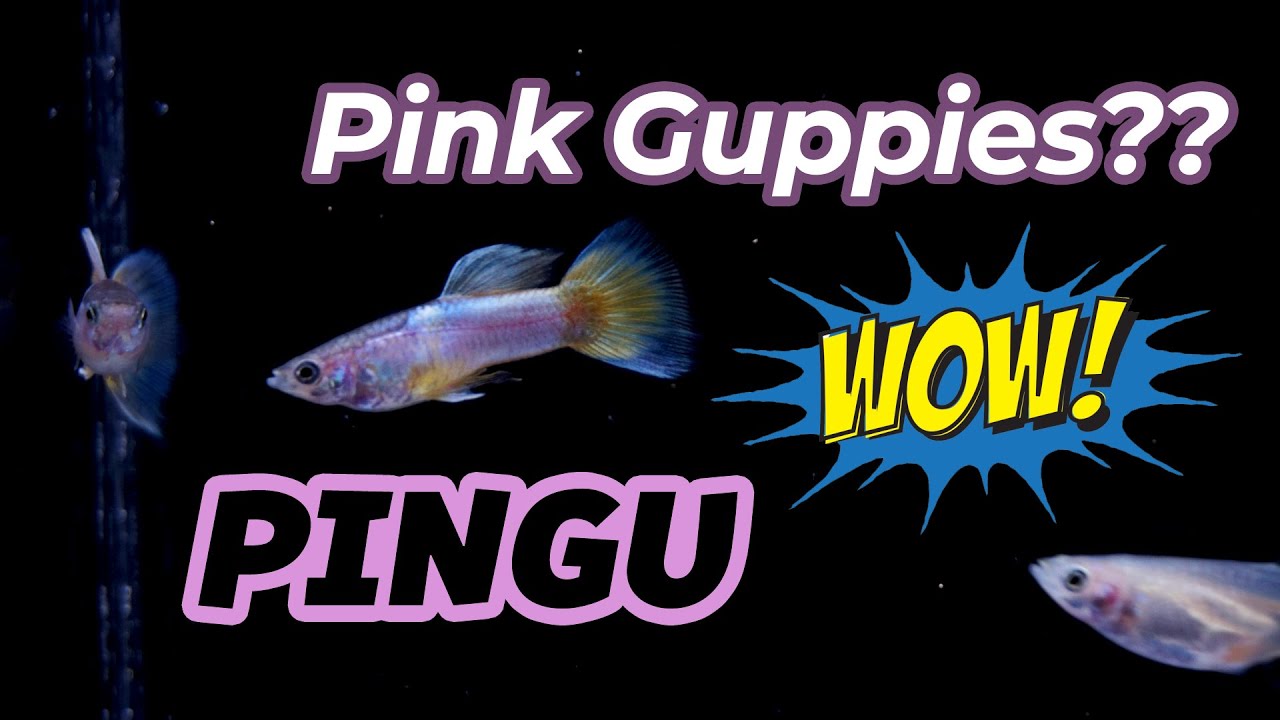 PINGU [3 Months] Beautiful Guppy Fish - Retifillia Guppy Farm # ...