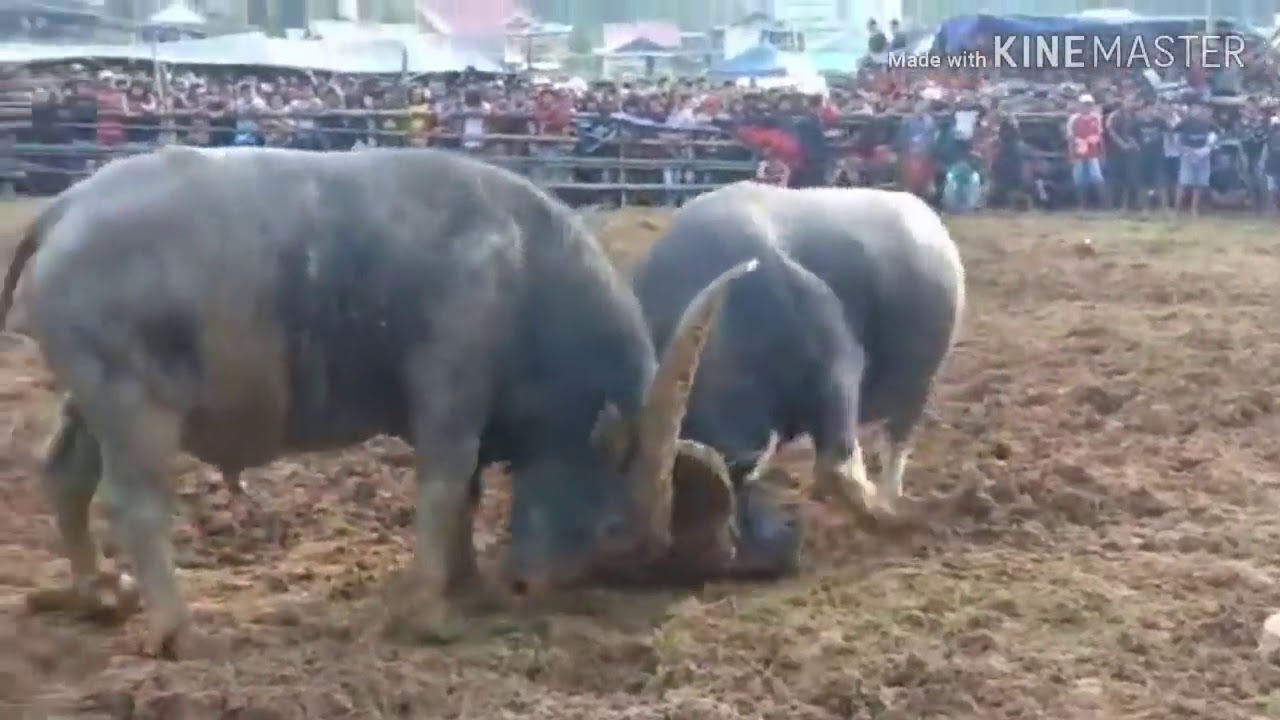 gafarsa wal adhu(fighting buffalo). - YouTube