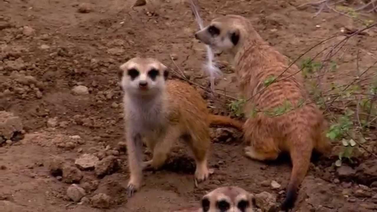 Meerkats Popping up in Africa - Cincinnati Zoo - YouTube