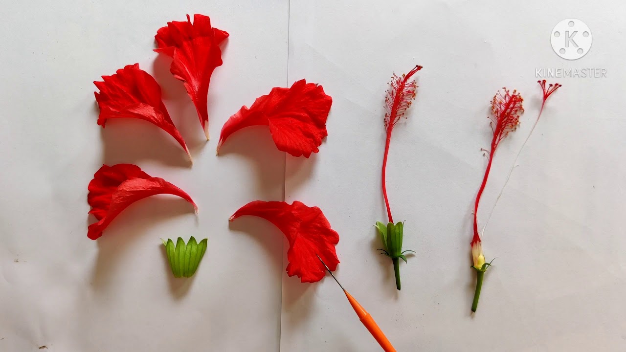 Study of Hibiscus Flower | Standard 10th | Science-2 Practical | In ...