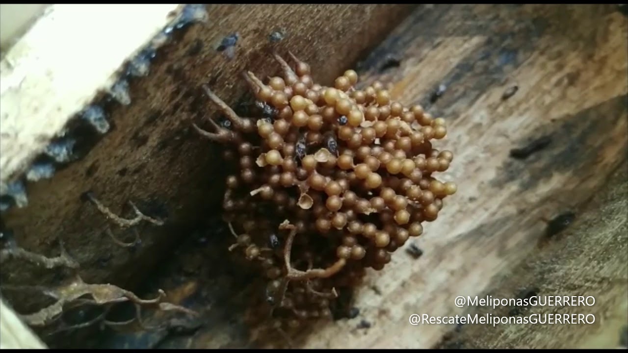 TRIGONISCA PIPIOLI - YouTube