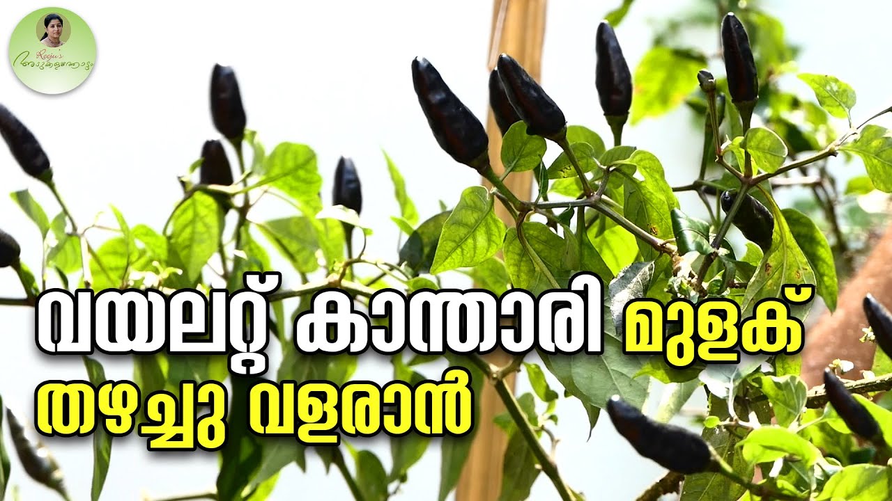 വയലറ്റ് കാന്താരി മുളക് തഴച്ചു വളരാൻ | Kanthari Mulaku Krishi Malayalam ...