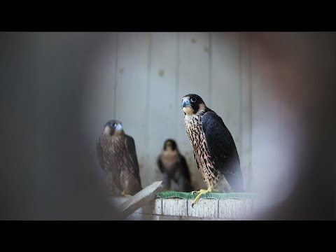 The Capture of a Young Falcon in Austria. -A Day to Remember-