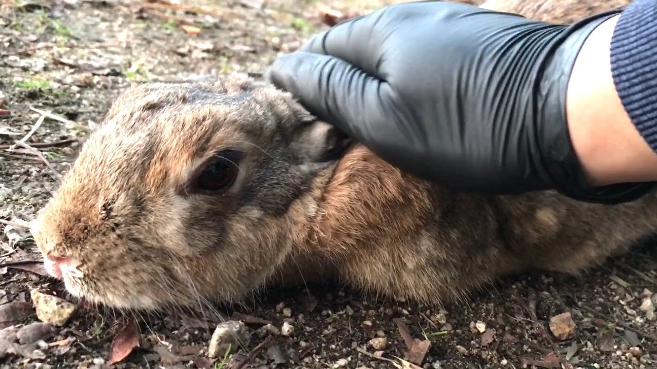 I petted the rabbit and it melted beautifully. - YouTube