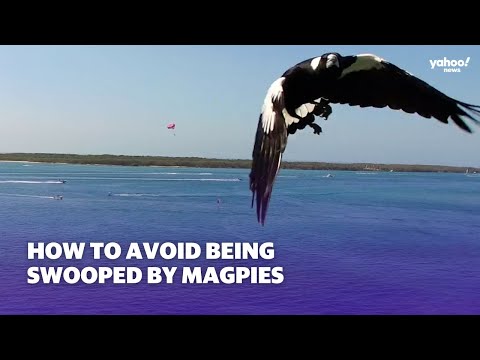 How to avoid being swooped by magpies | Yahoo Australia - YouTube