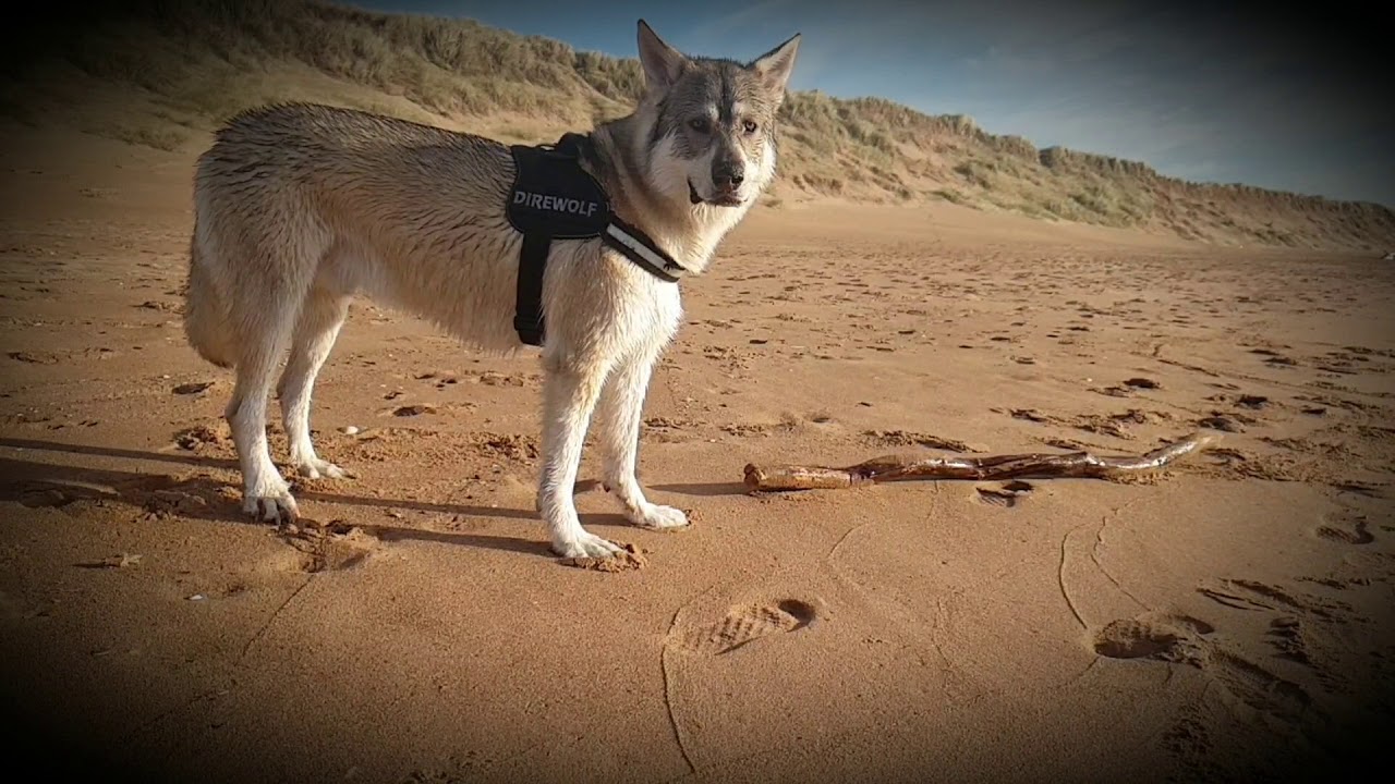 Ghost - Northern Inuit / Direwolf at Balmedie Beach - YouTube