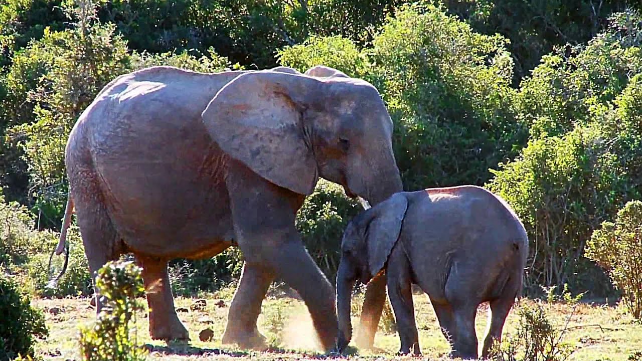 Jambo - Kenya Airways (Pride of Africa) - YouTube